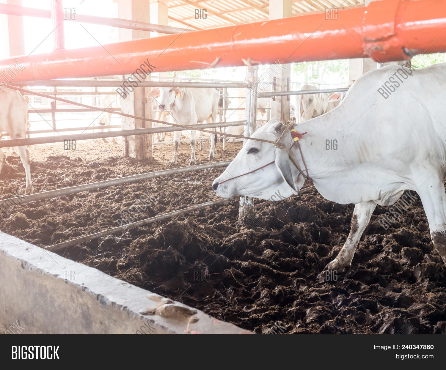Cow Waiting Benefactor Image & Photo (Free Trial) | Bigstock