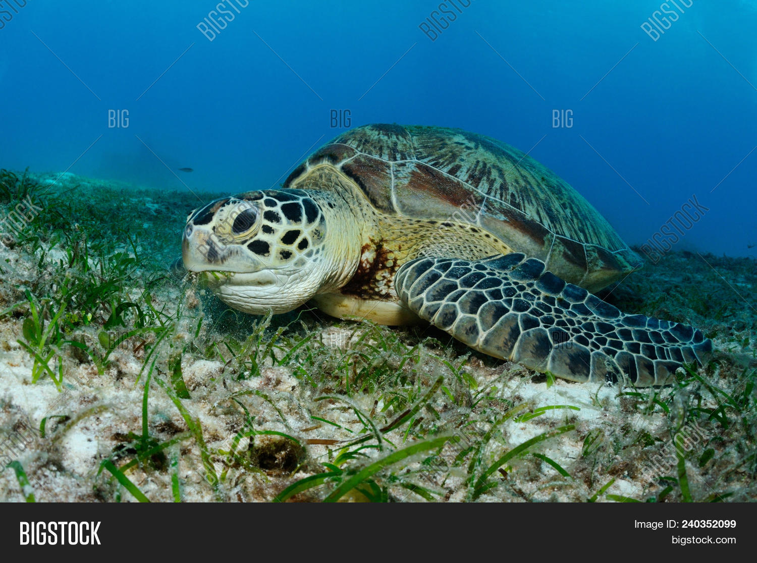 Sea Turtle Eating Sea Image & Photo (Free Trial) | Bigstock