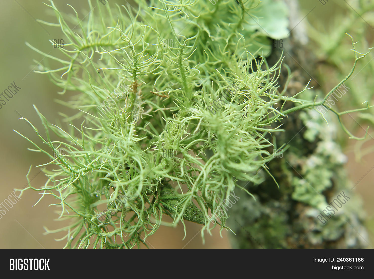 Usnea Genus Mostly Image & Photo (Free Trial) | Bigstock