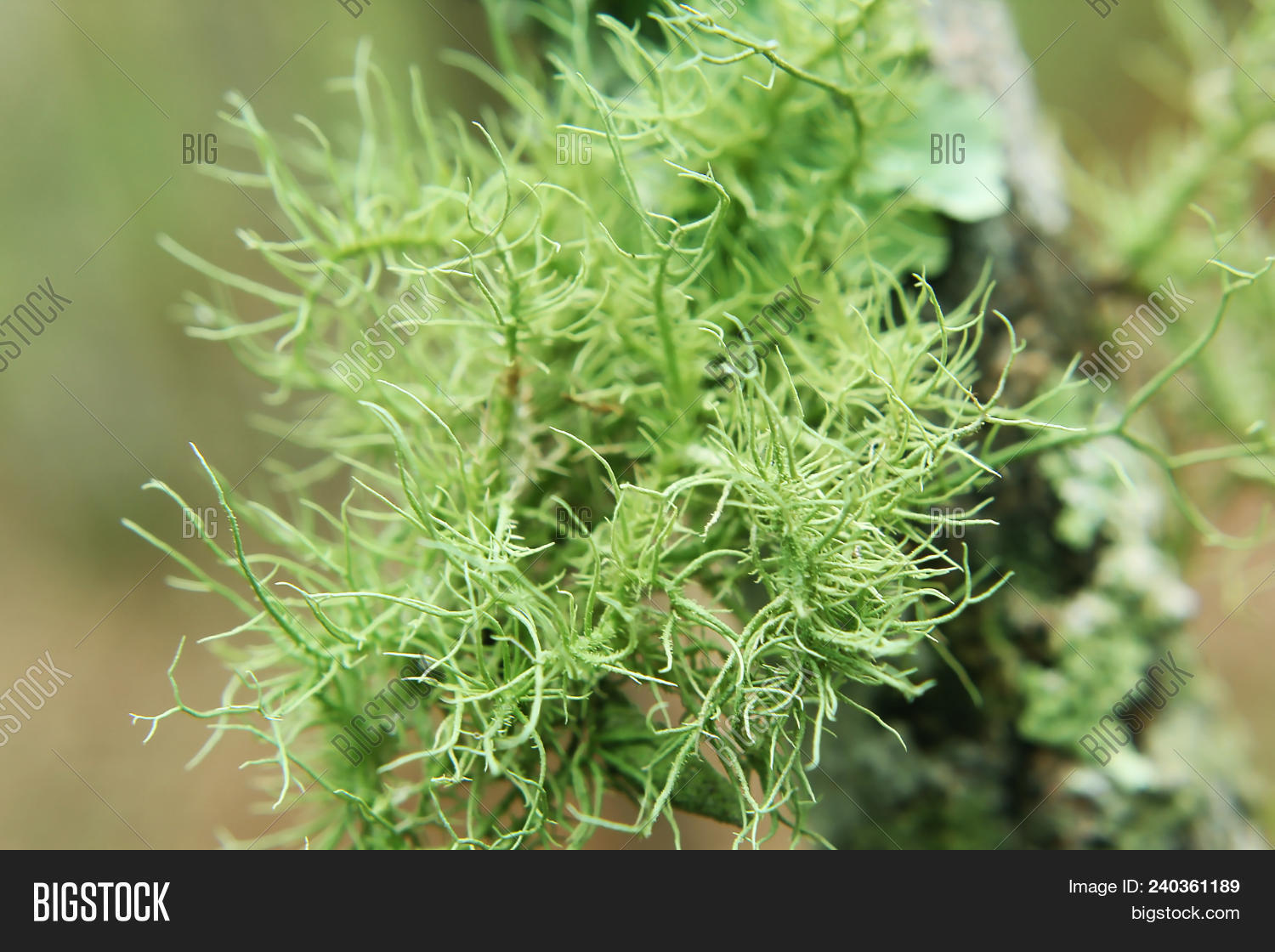 Usnea Genus Mostly Image & Photo (Free Trial) | Bigstock