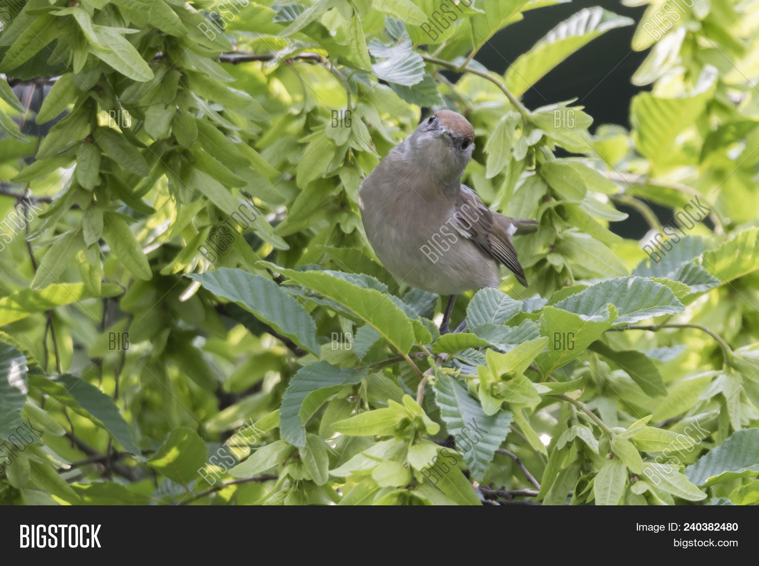 Female Blackcap On Image & Photo (Free Trial) | Bigstock