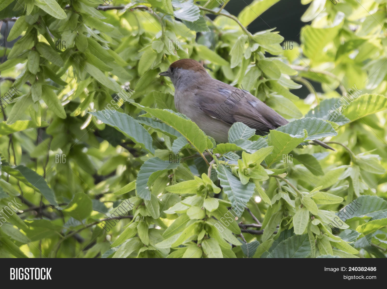 Female Blackcap On Image & Photo (Free Trial) | Bigstock
