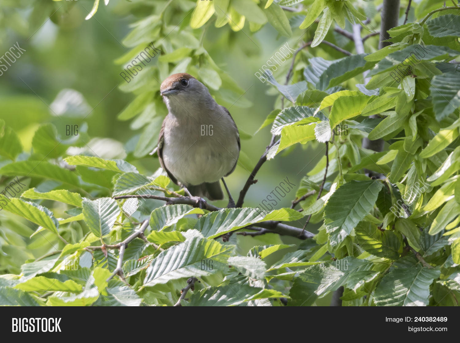 Female Blackcap On Image & Photo (Free Trial) | Bigstock