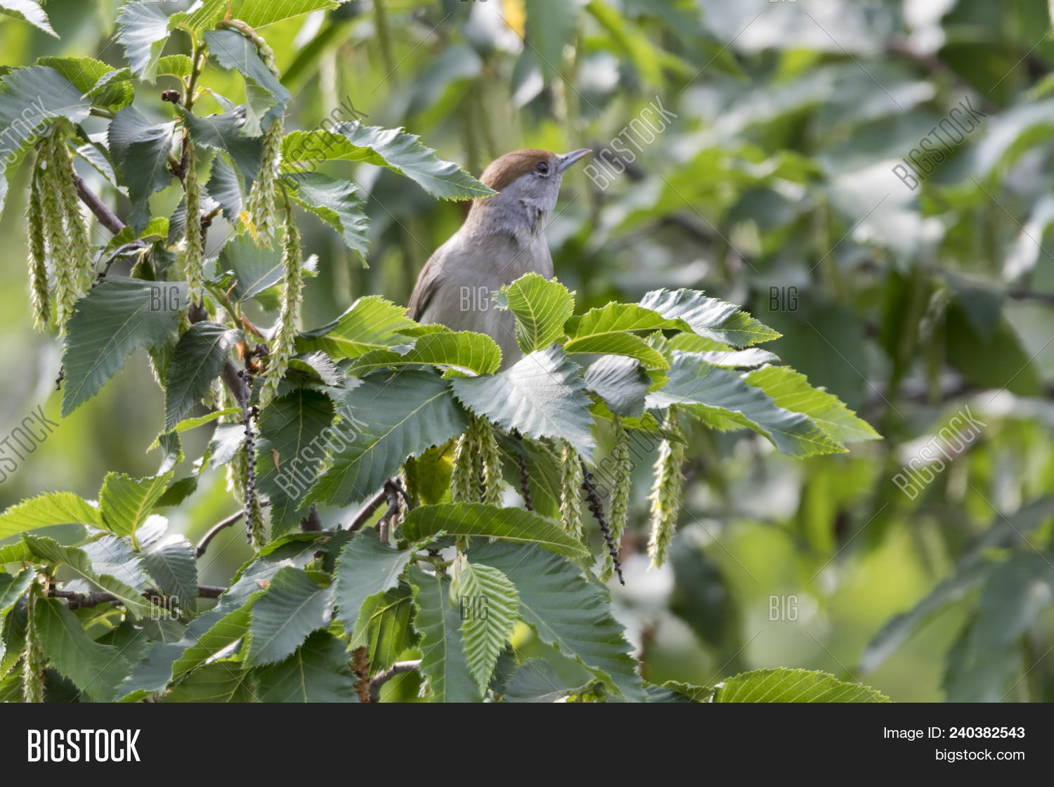 Female Blackcap On Image & Photo (Free Trial) | Bigstock