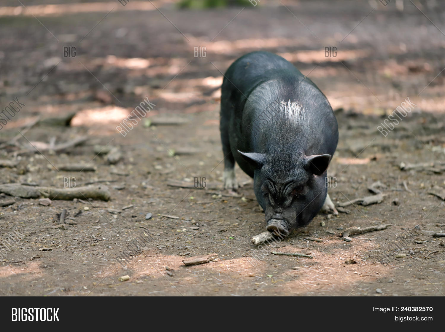 Full Body Pig Breed Image & Photo (Free Trial) | Bigstock