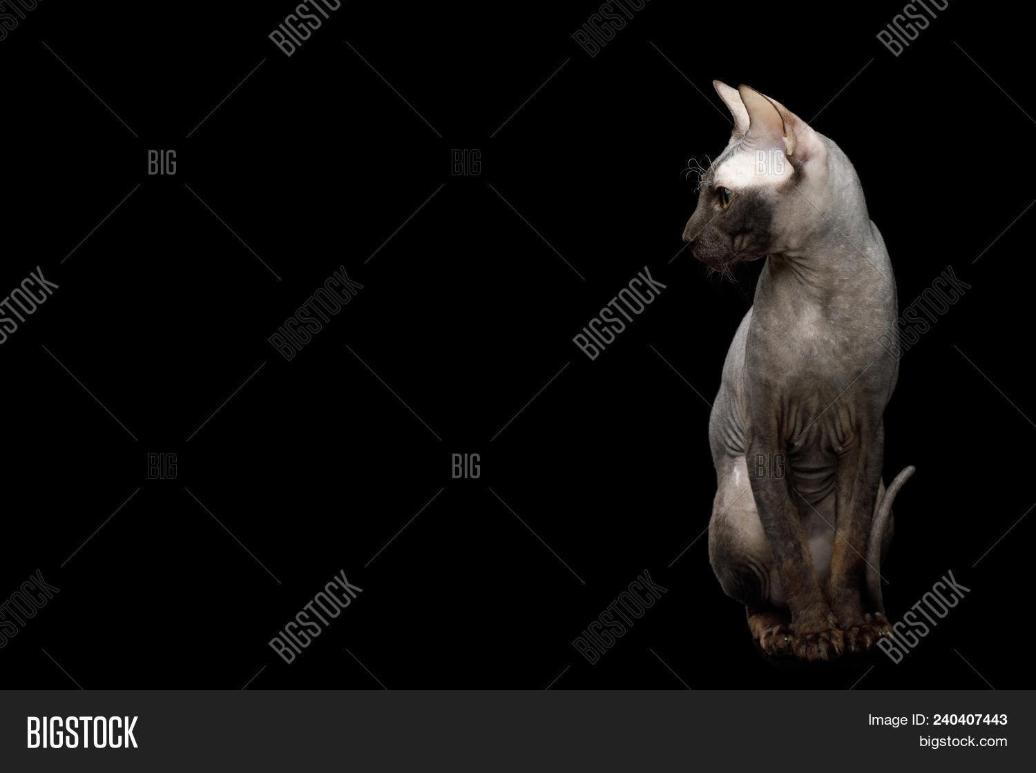 Cat Sitting Front View