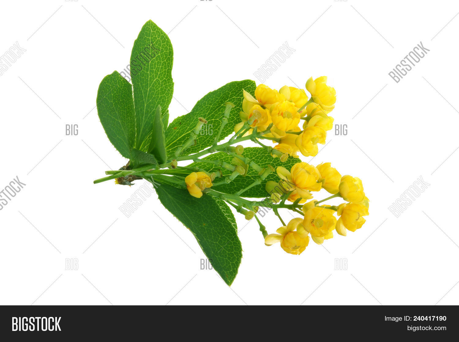 Flowers Barberries Image & Photo (Free Trial) | Bigstock
