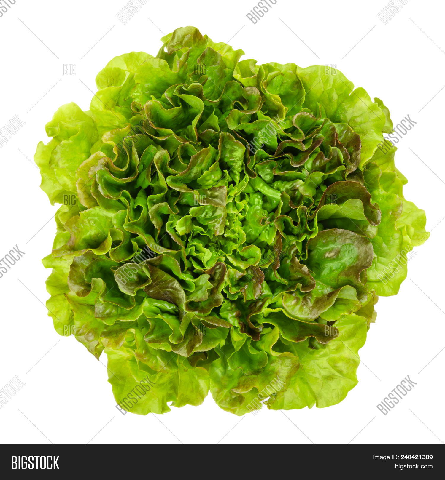 Young Batavia Red Image & Photo (Free Trial) | Bigstock