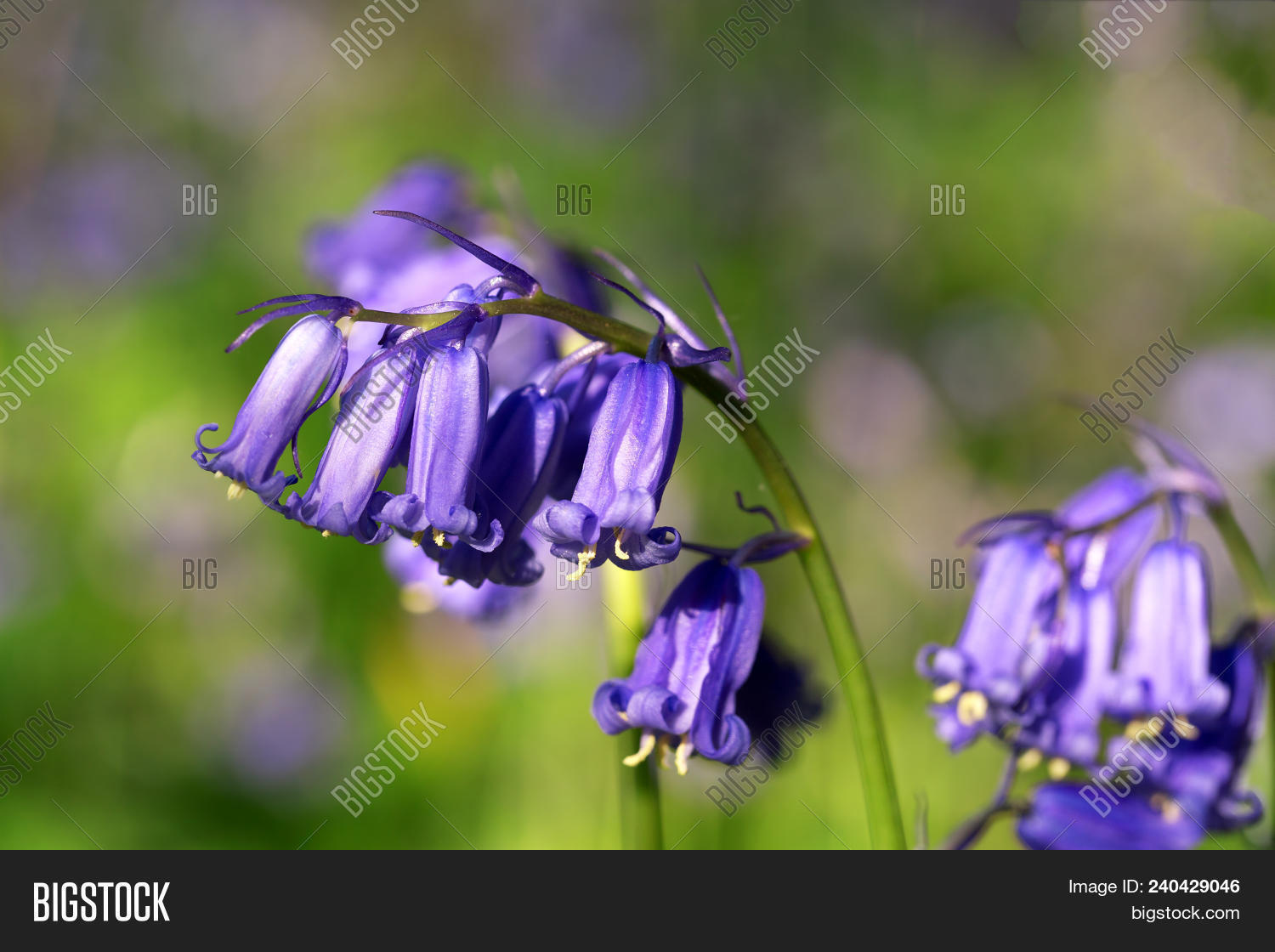 Beautiful Bluebell Image & Photo (Free Trial) | Bigstock