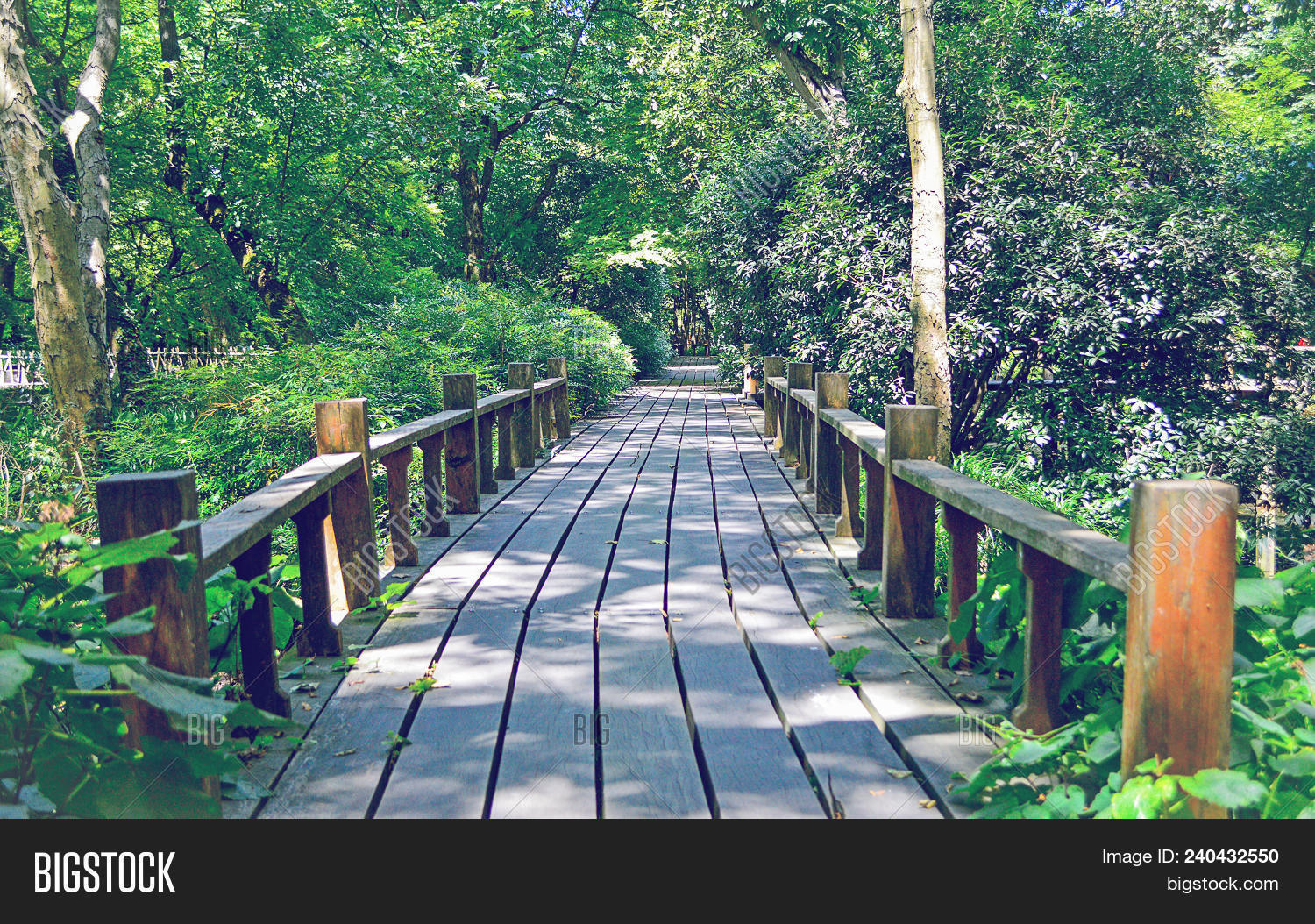 Wood Pathway Forest Image & Photo (Free Trial) | Bigstock