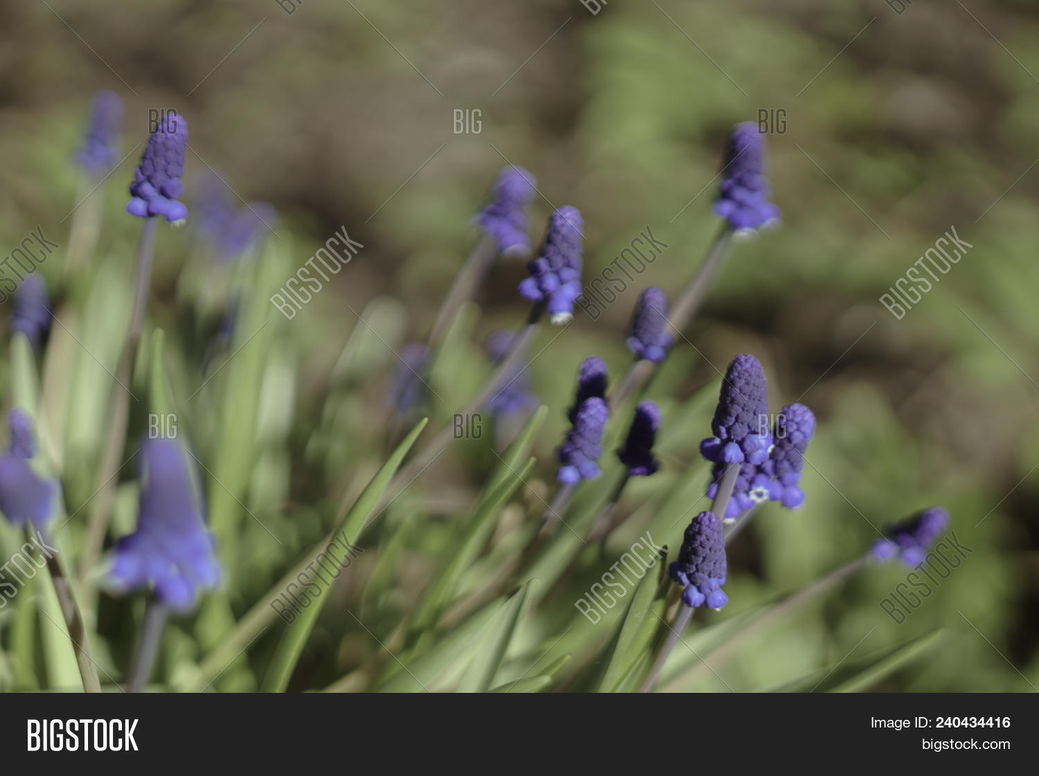 Flowers Muscari Image & Photo (Free Trial) | Bigstock
