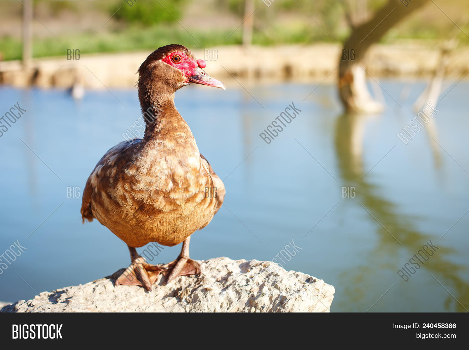 Musky Duck On Image & Photo (Free Trial) | Bigstock