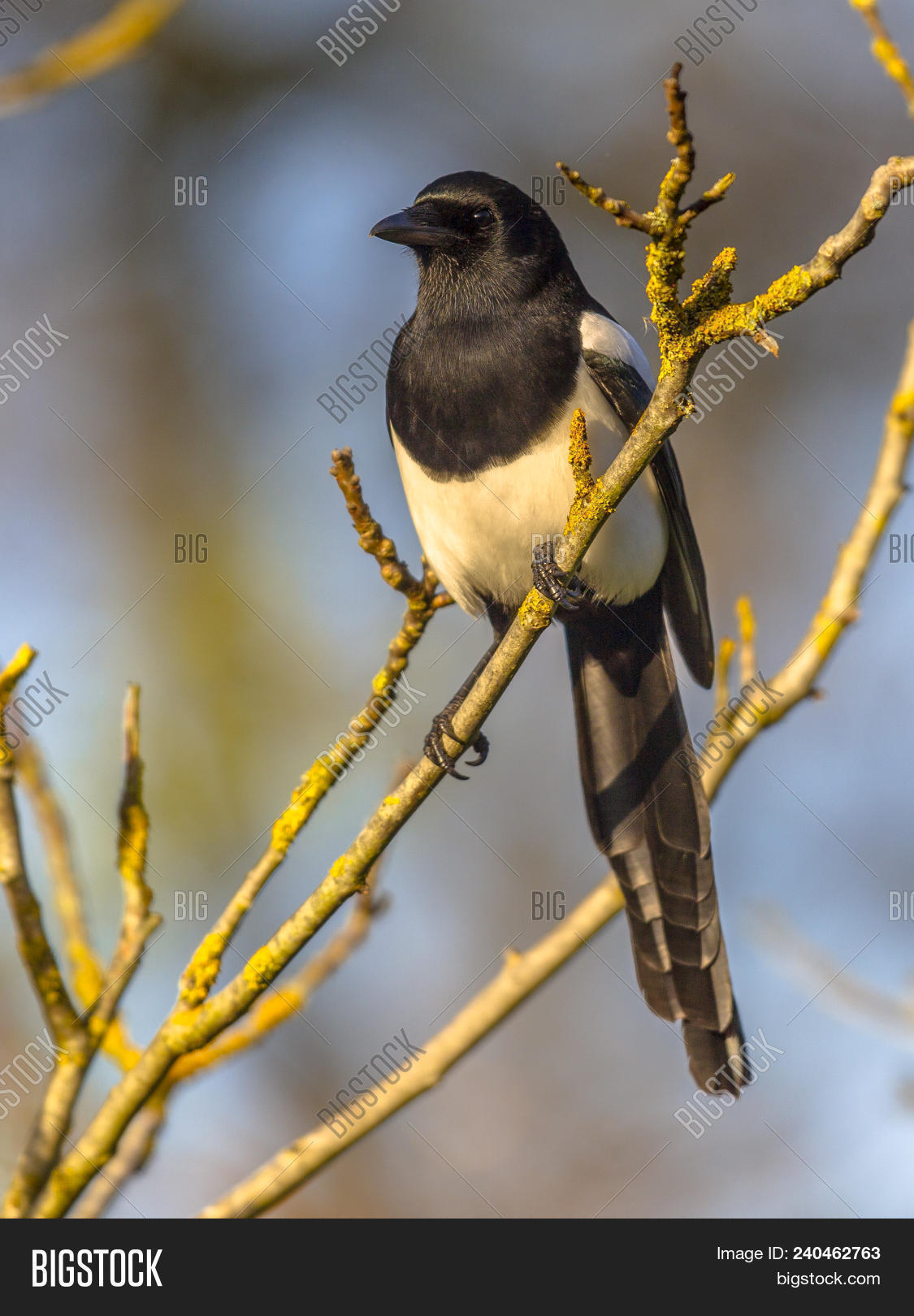 Eurasian Magpie Common Image & Photo (Free Trial) | Bigstock