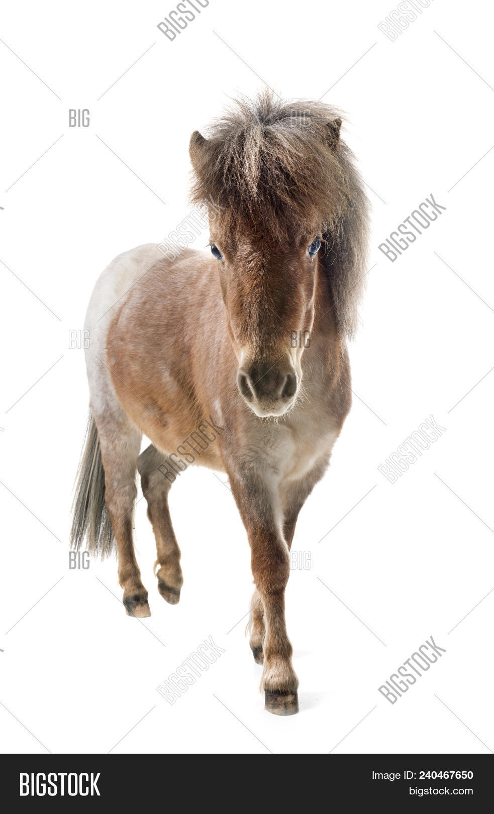 Falabella Miniature Image & Photo (Free Trial) | Bigstock