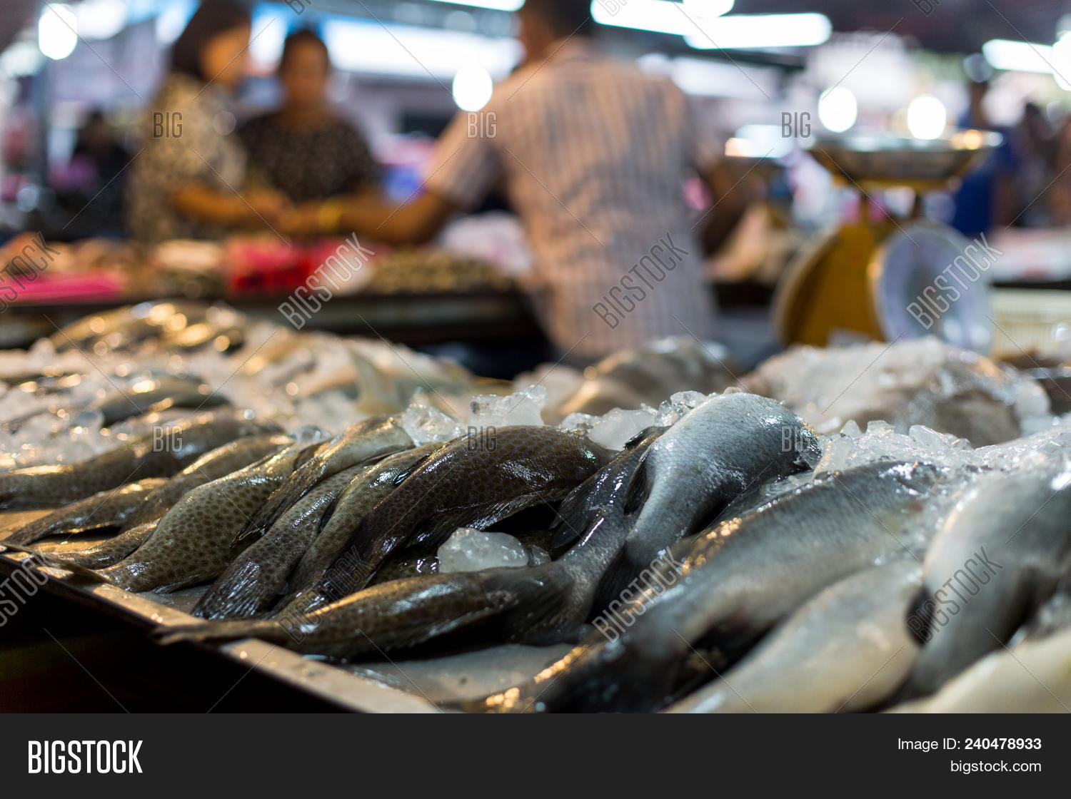 Fresh River Fishes Image & Photo (Free Trial) | Bigstock