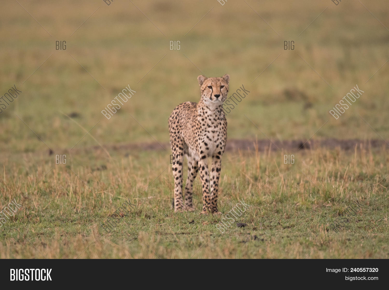 Cheetah Walking Image & Photo (Free Trial) | Bigstock