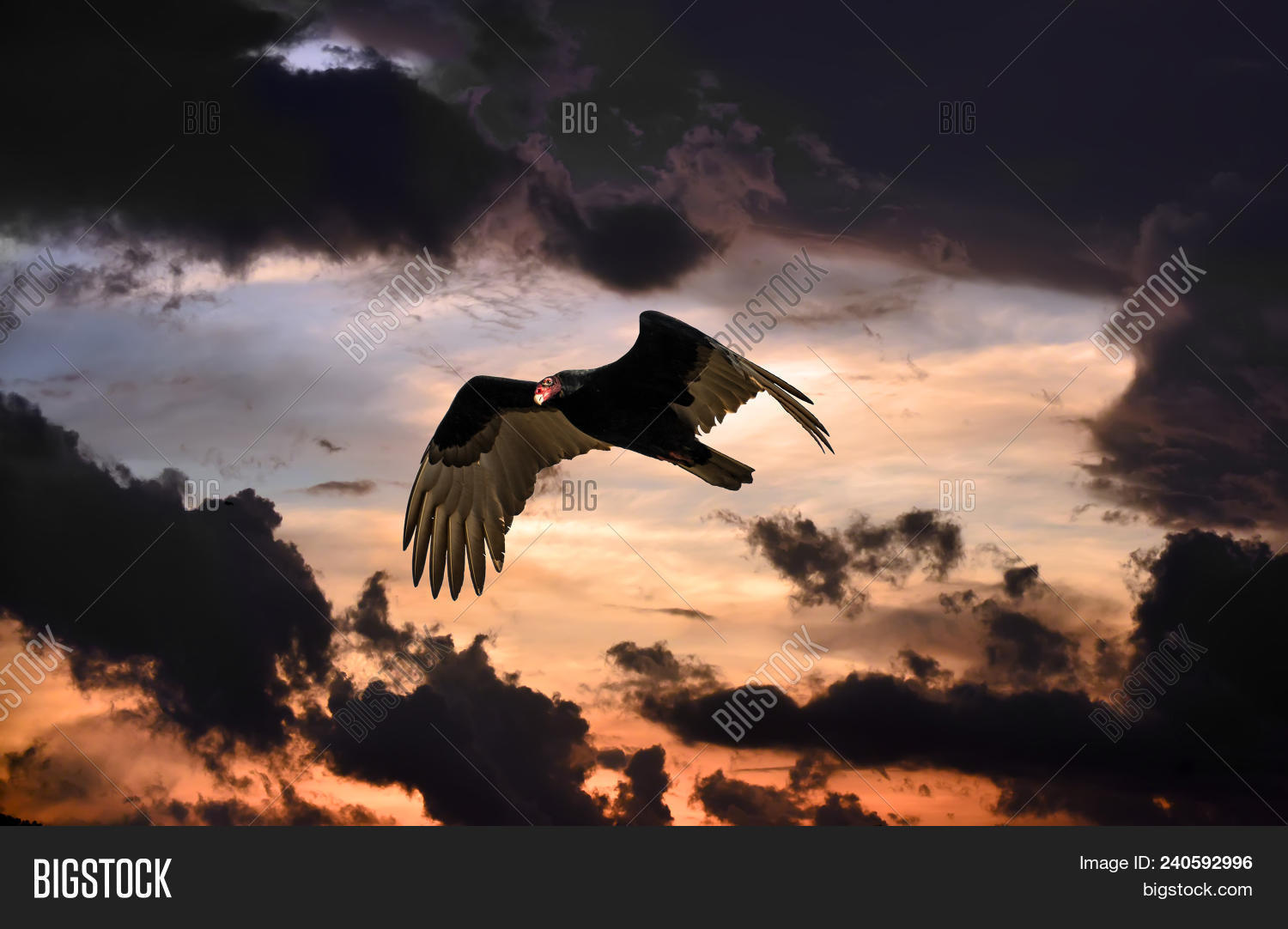 Turkey Vulture Soaring Image & Photo (Free Trial) | Bigstock