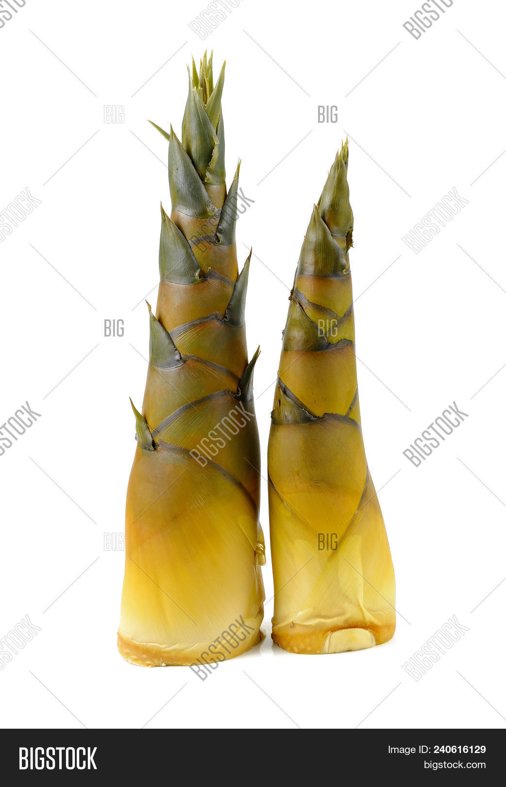 Organic Bamboo Shoots Image & Photo (Free Trial) | Bigstock