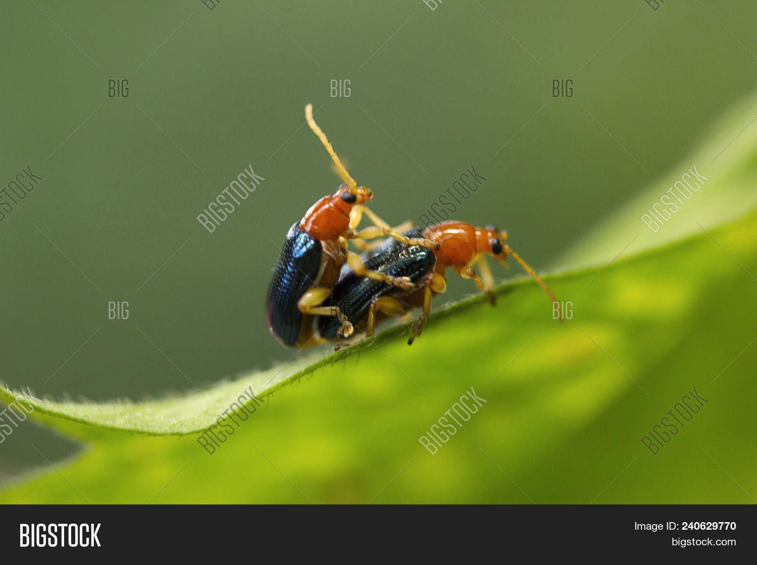 Close- Bettle, Image & Photo (Free Trial) | Bigstock