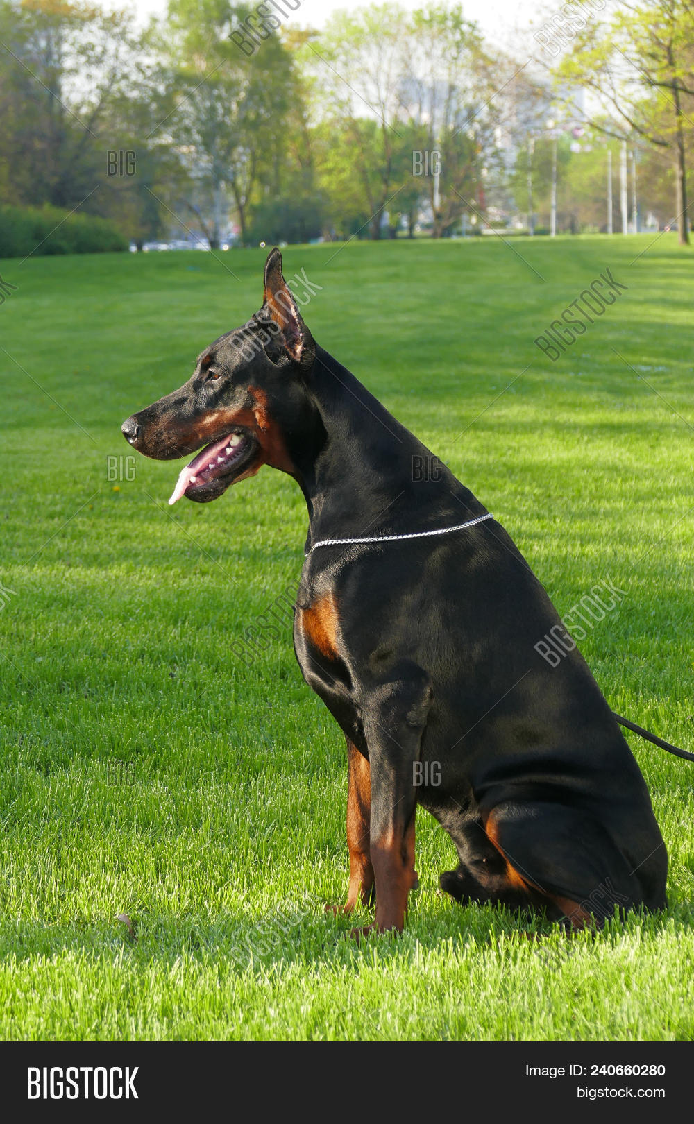 Giant Doberman