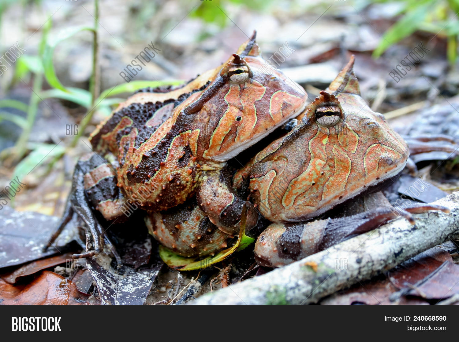 Surinam Horned Frogs, Image & Photo (Free Trial) | Bigstock