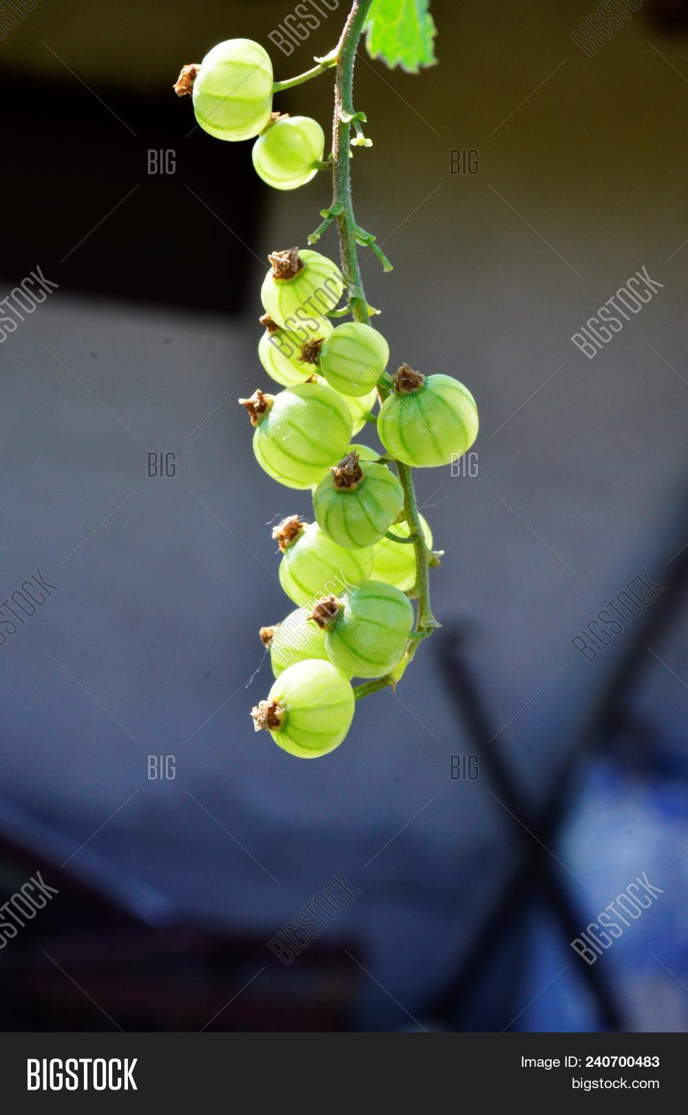 Gooseberry Growing Image & Photo (Free Trial) | Bigstock