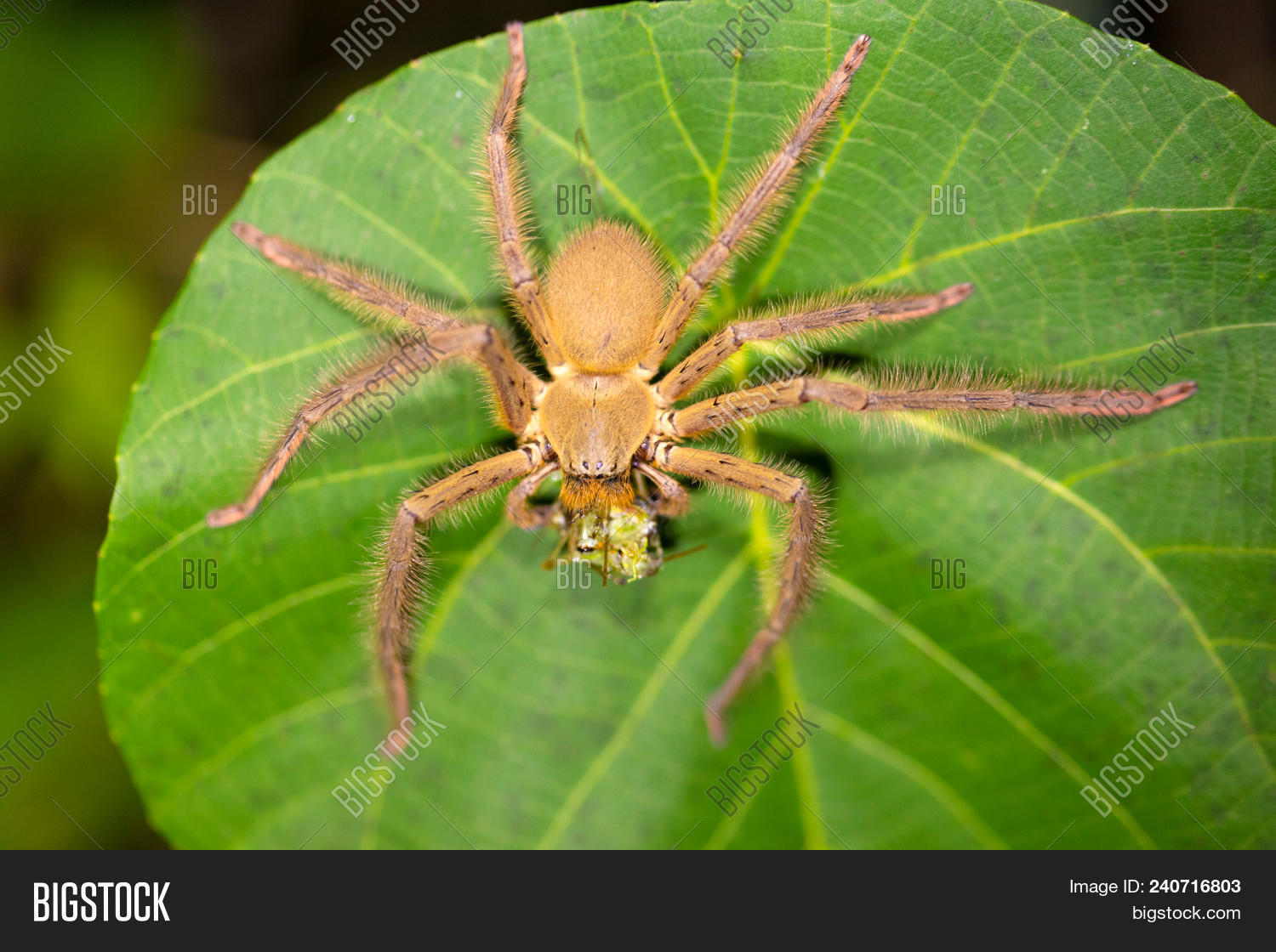 Huntsman Spider Eating Image & Photo (Free Trial) | Bigstock