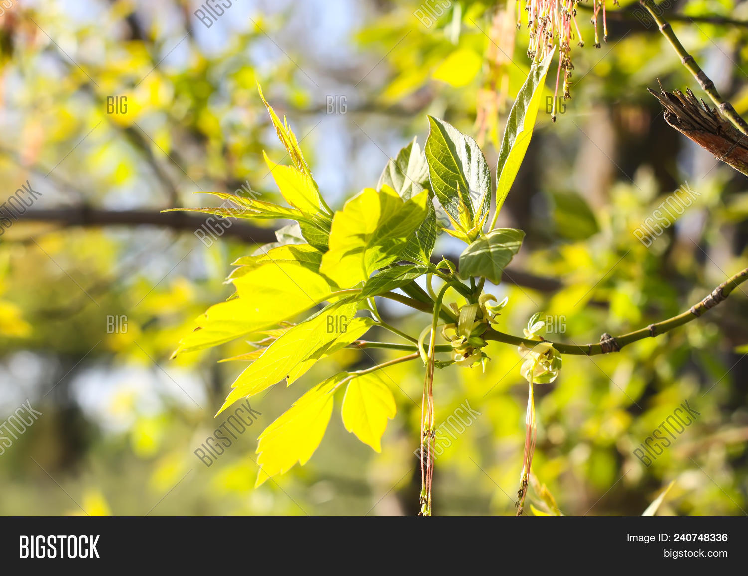 Green Branches Spring Image & Photo (Free Trial) | Bigstock