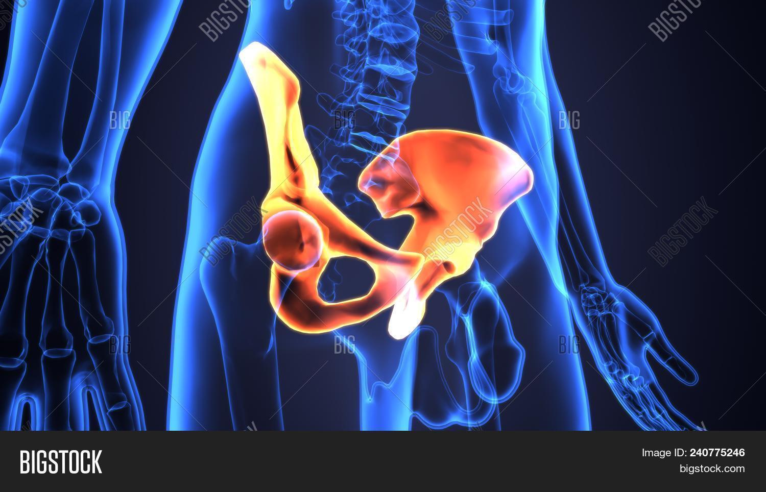 3d Illustration Hip Image & Photo (Free Trial) | Bigstock