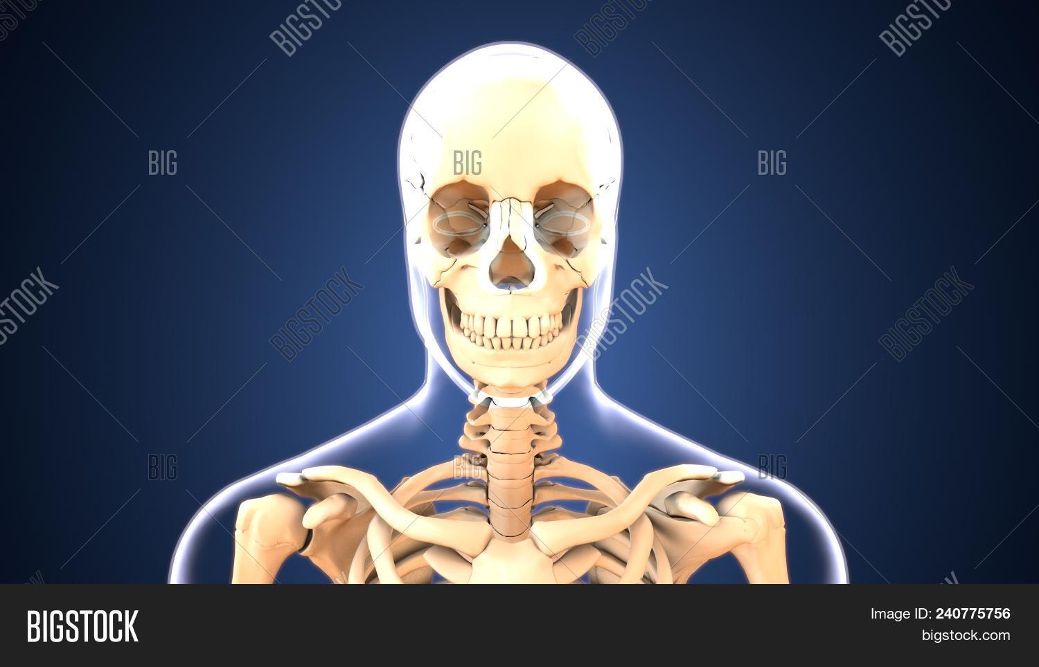 3d Illustration Human Image & Photo (Free Trial) | Bigstock