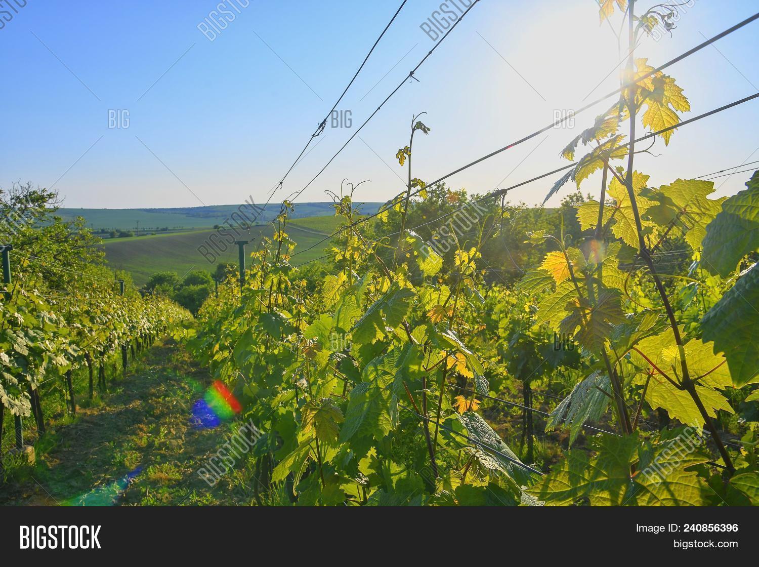 Wineyard Spring. Sun Image & Photo (Free Trial) | Bigstock