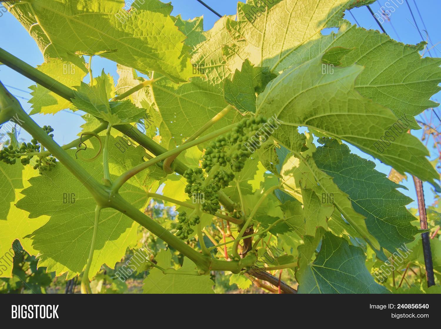 Young Grapevine Image & Photo (Free Trial) | Bigstock