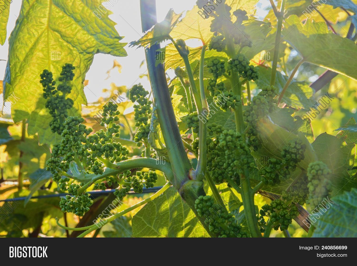 Young Grapevine Image & Photo (Free Trial) | Bigstock