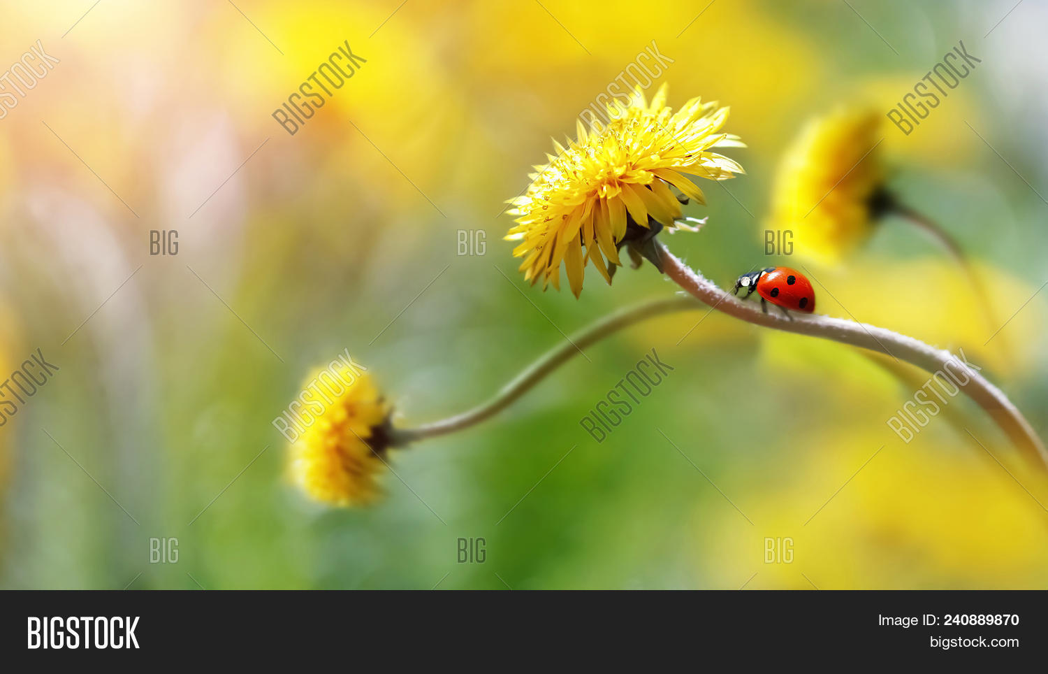 Ladybug On Yellow Image & Photo (Free Trial) | Bigstock