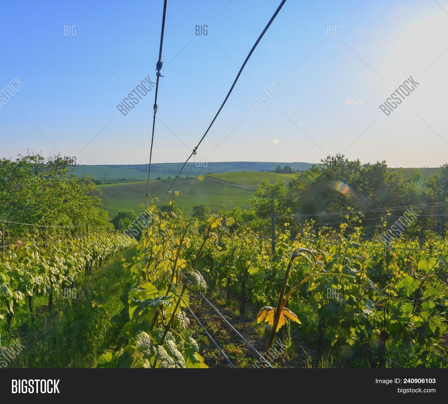 Wineyard Spring. Sun Image & Photo (Free Trial) | Bigstock