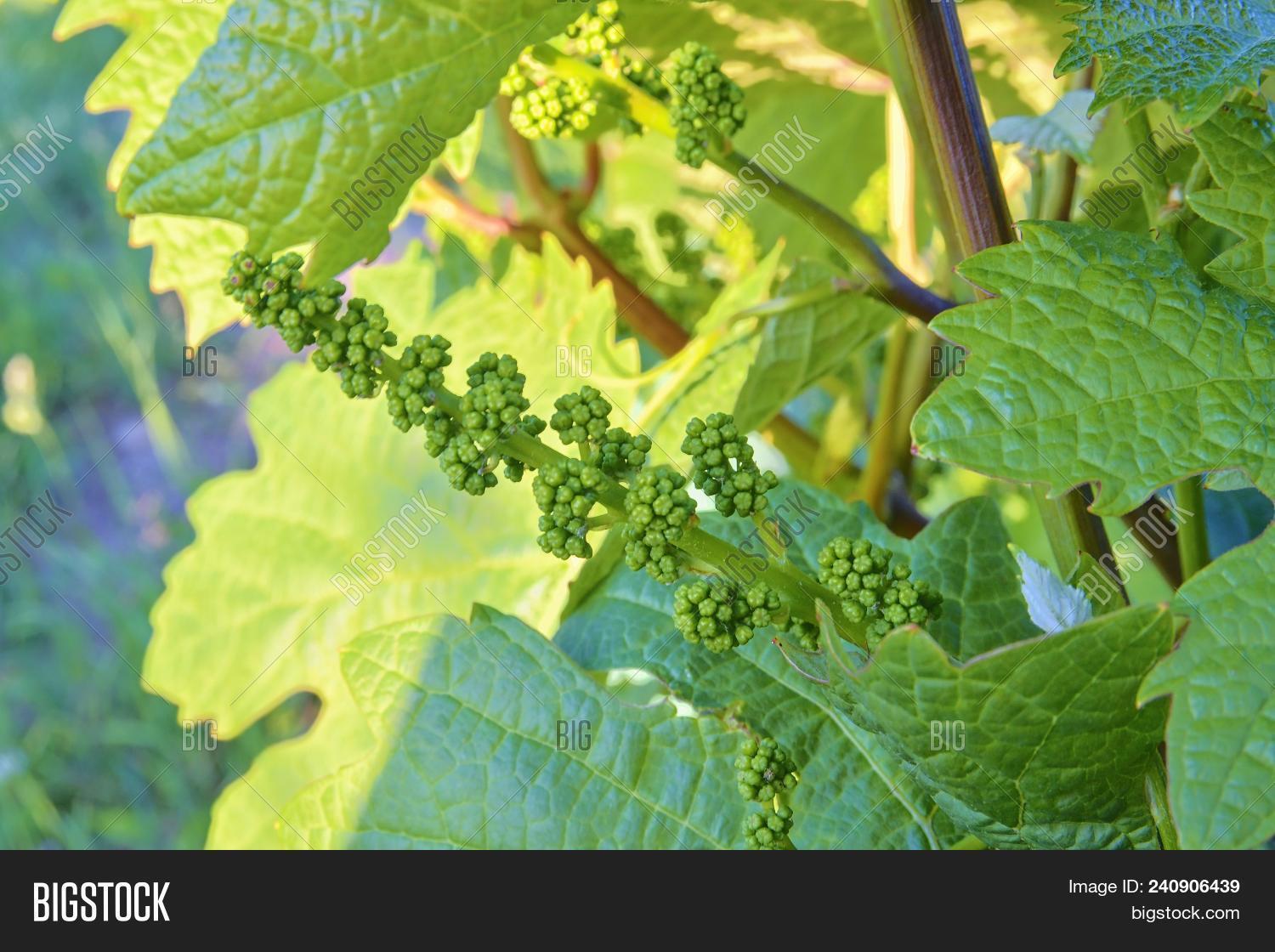 Young Grapevine Image & Photo (Free Trial) | Bigstock