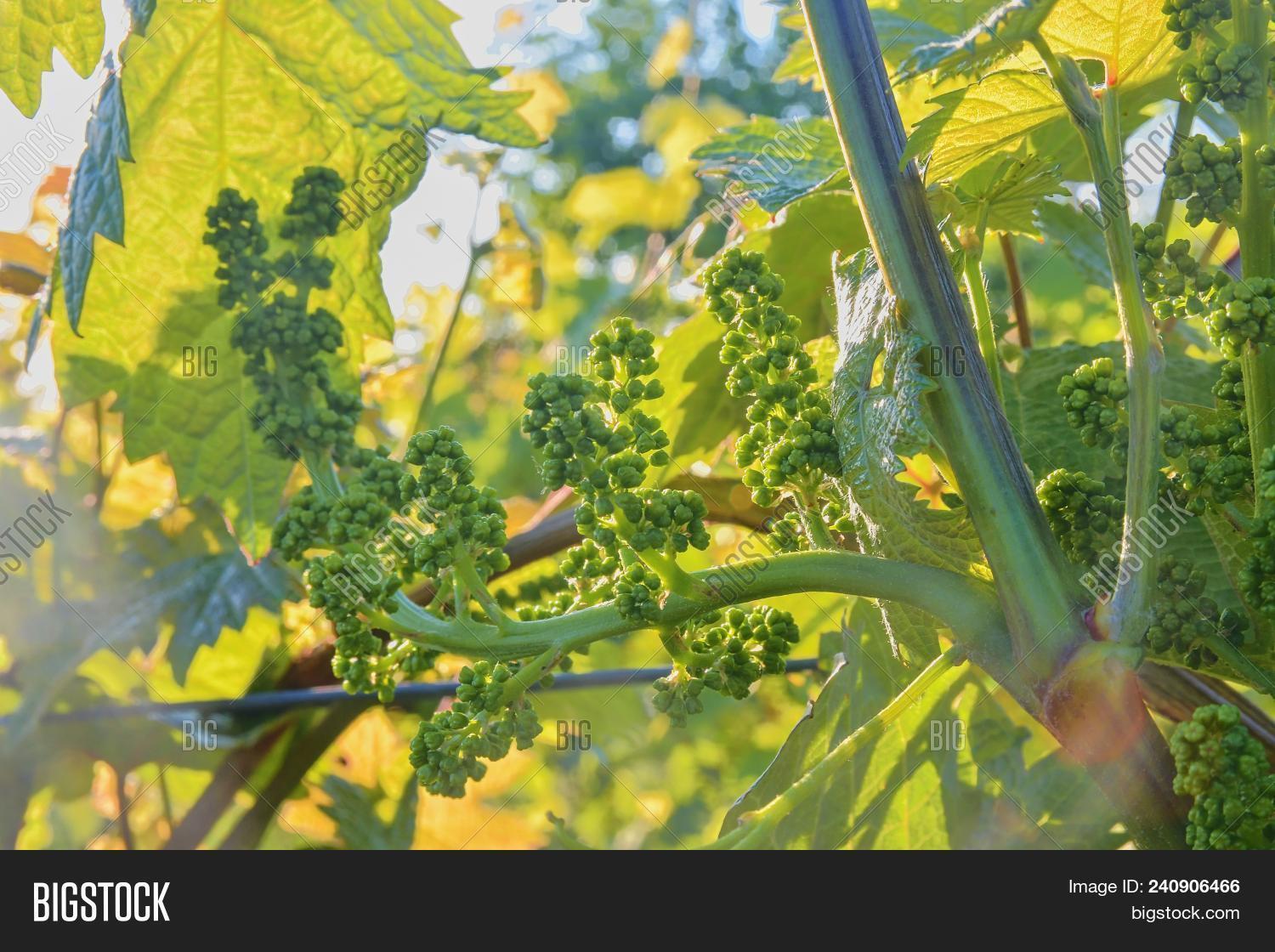 Young Grapevine Image & Photo (Free Trial) | Bigstock