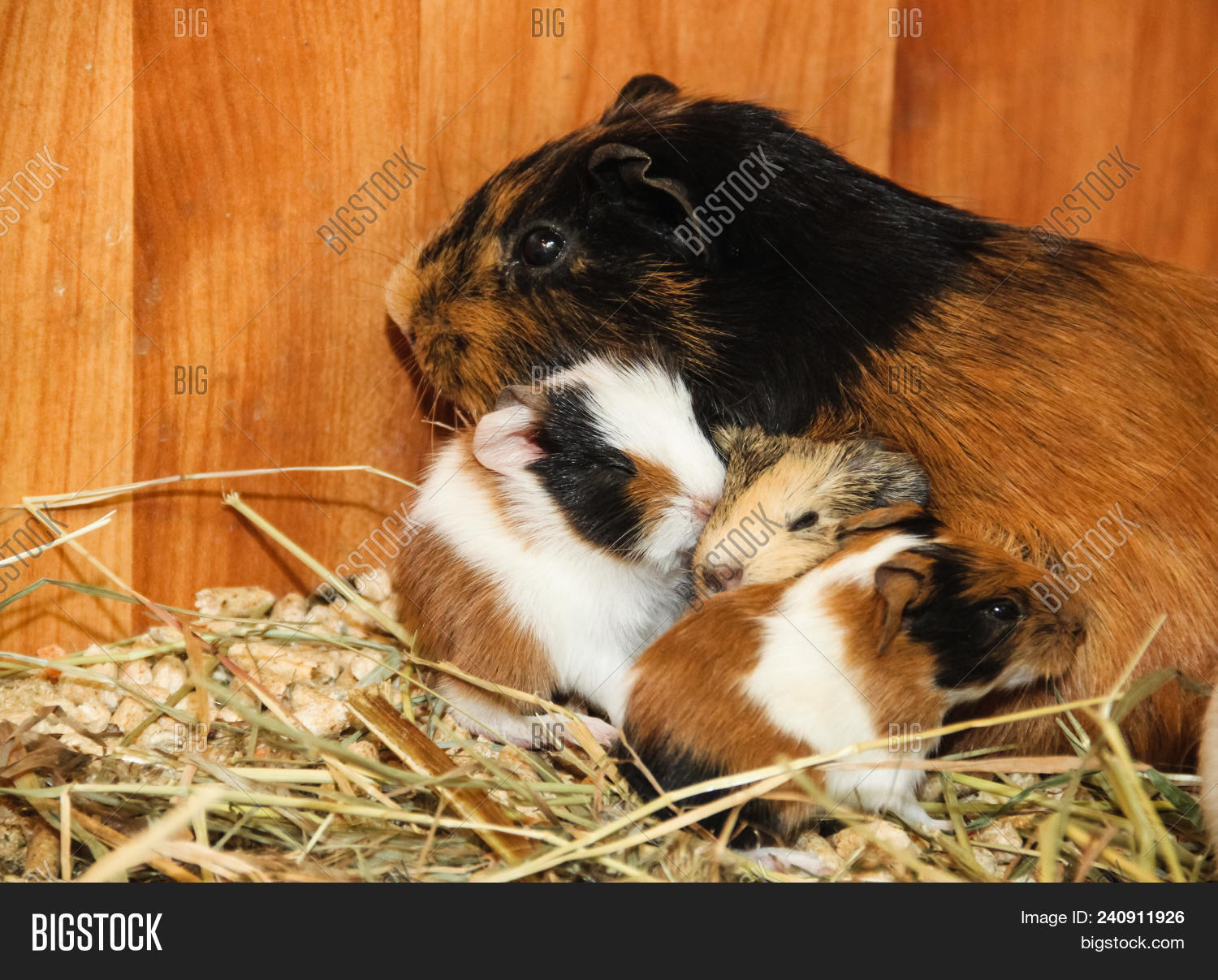 Guinea Pig Small Image & Photo (Free Trial) | Bigstock