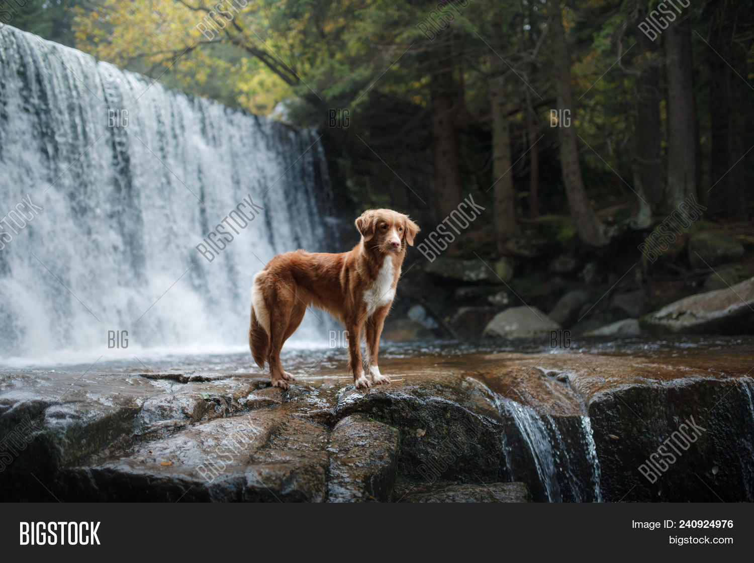 Dog By Waterfall. Pet Image & Photo (Free Trial) | Bigstock