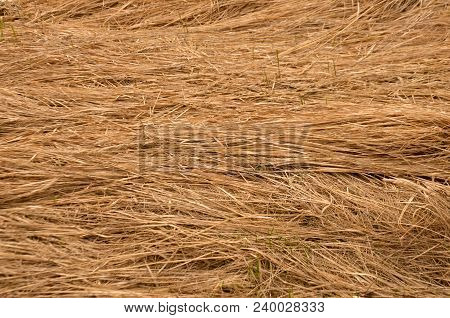 Dry Grass Background Image & Photo (Free Trial) | Bigstock