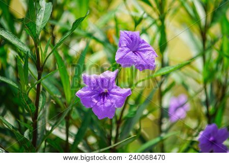 Purple Ruellia Image & Photo (Free Trial) | Bigstock
