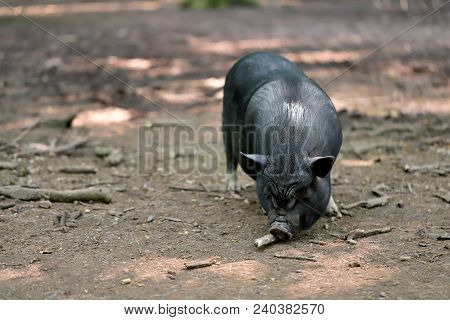 Full Body Pig Breed Image & Photo (Free Trial) | Bigstock
