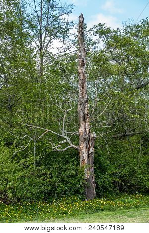 View Standing Deadwood Image & Photo (Free Trial) | Bigstock