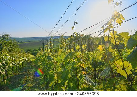 Wineyard Spring. Sun Image & Photo (Free Trial) | Bigstock