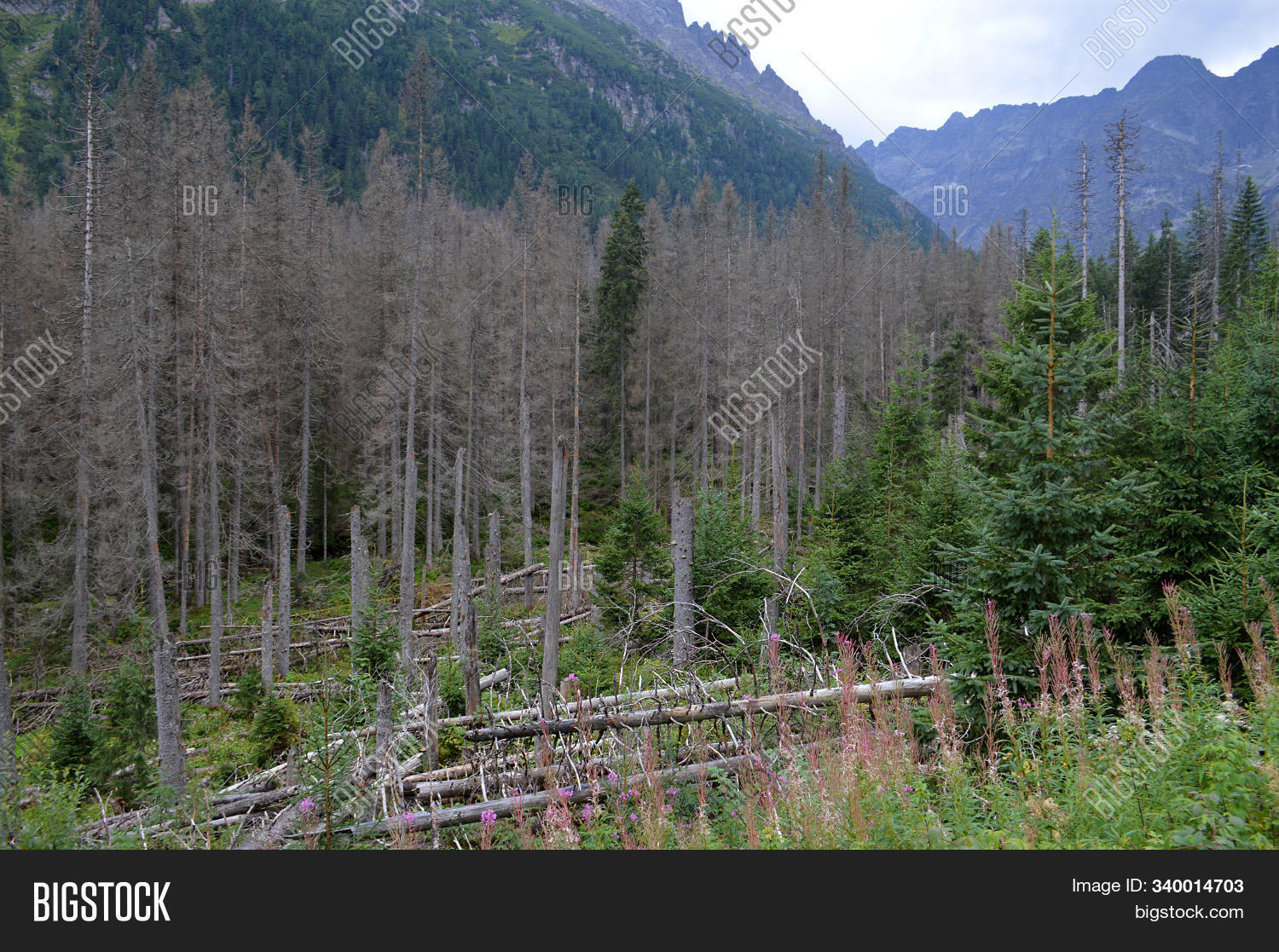 Dying Spruce Forests Image & Photo (Free Trial) | Bigstock