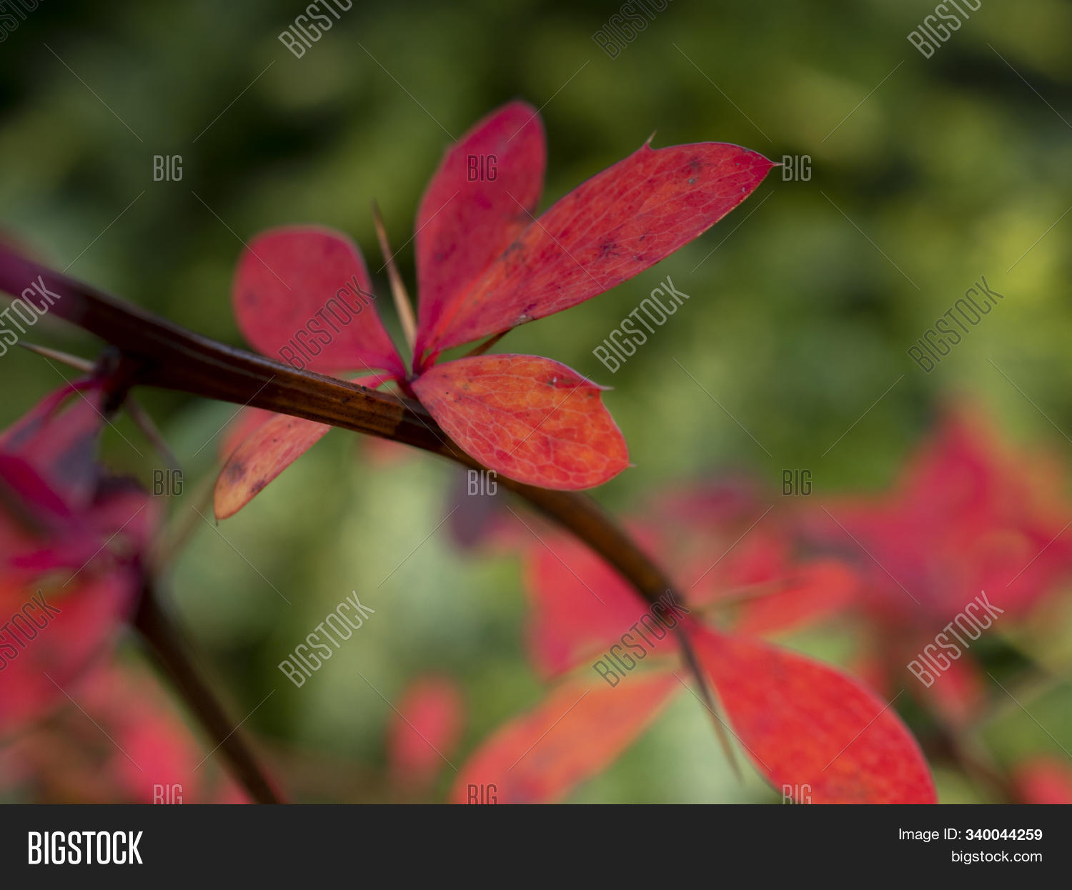 Red Winter Leaves On Image & Photo (Free Trial) | Bigstock