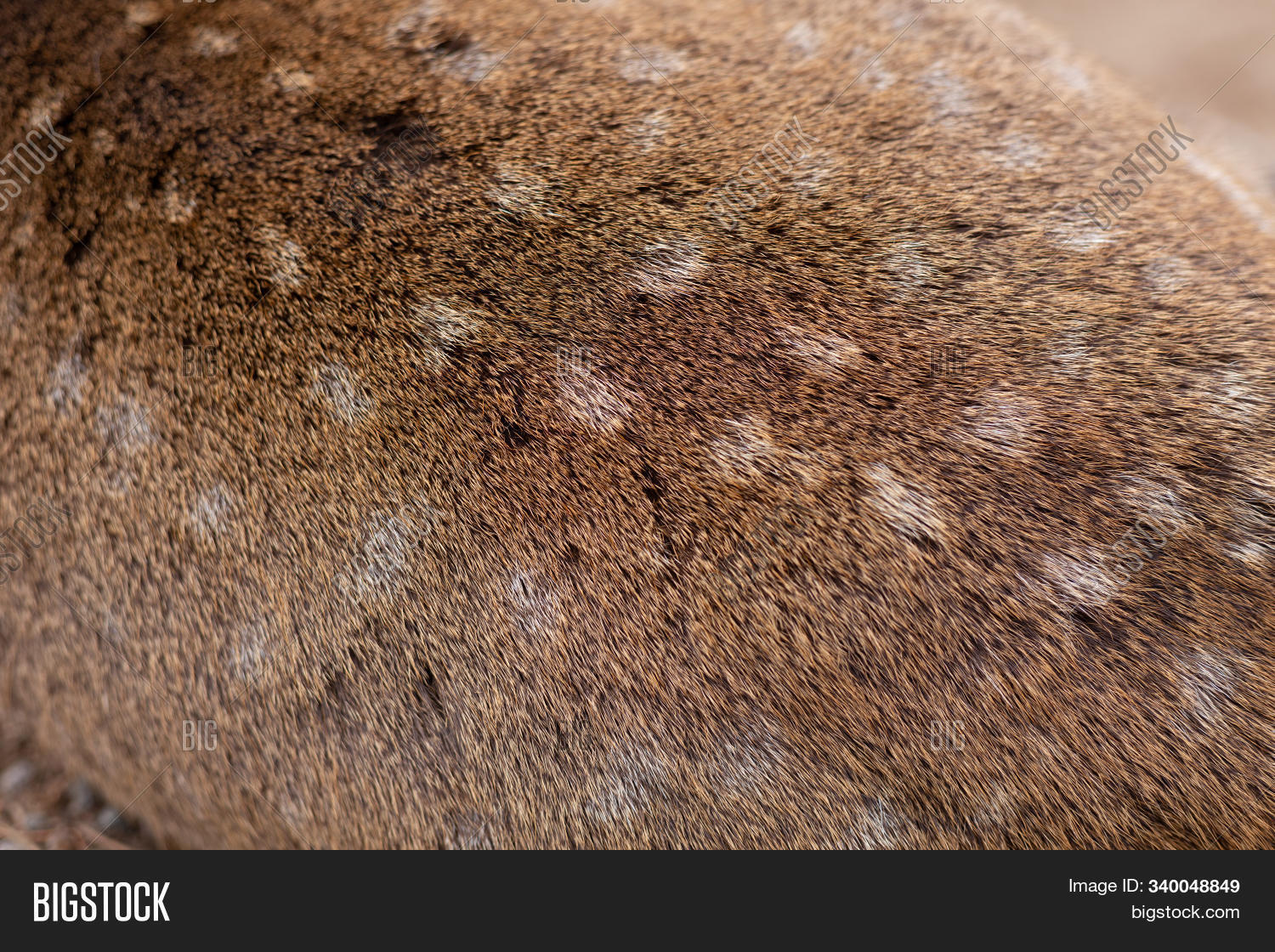 Wild Deer Brown Fur Image & Photo (Free Trial) | Bigstock