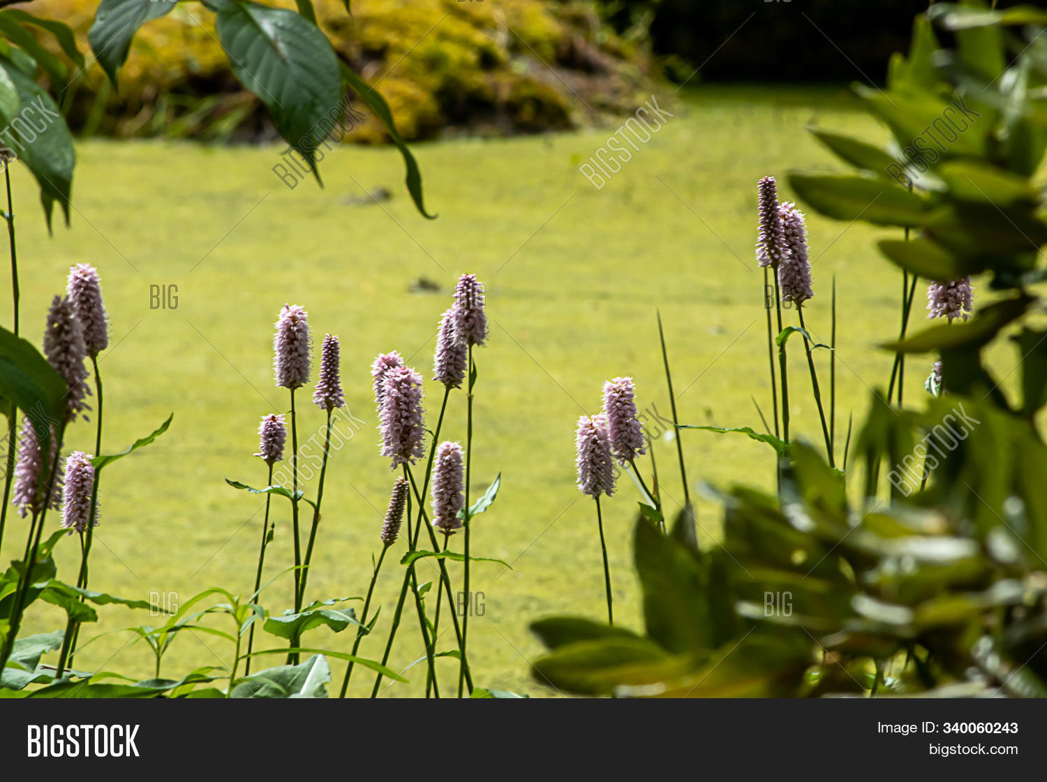Purple Spear Shaped Image & Photo (Free Trial) | Bigstock