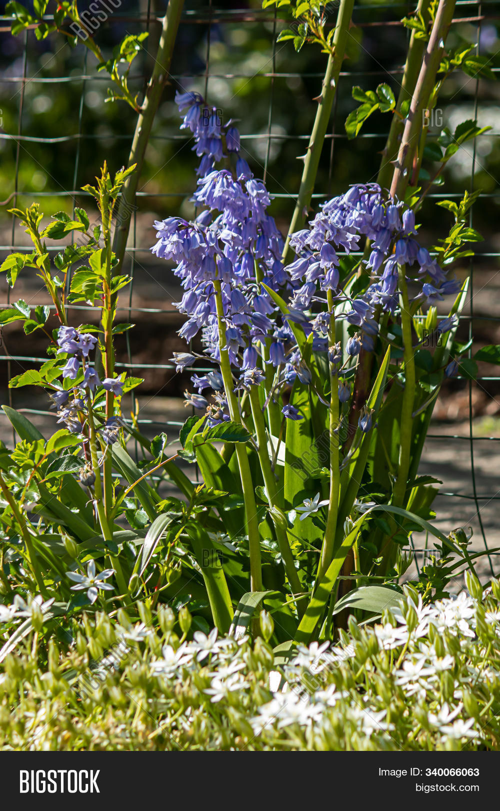 Spring Hyacinth Image & Photo (Free Trial) | Bigstock