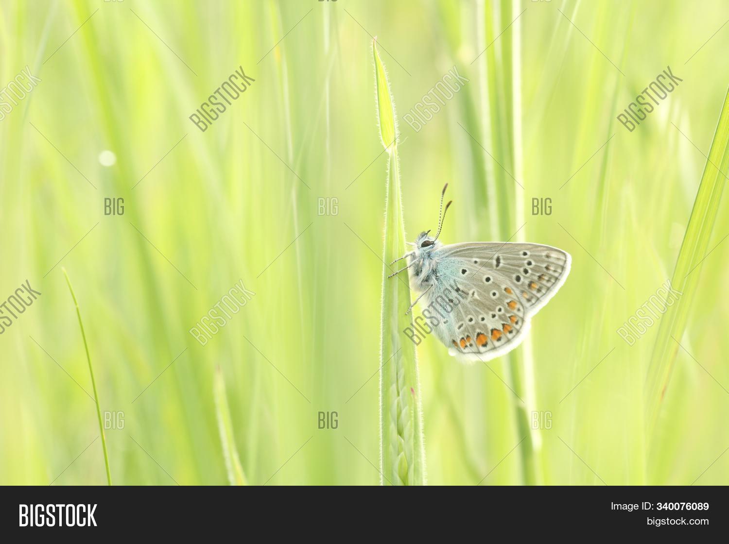 Butterfly Spring Image & Photo (Free Trial) | Bigstock